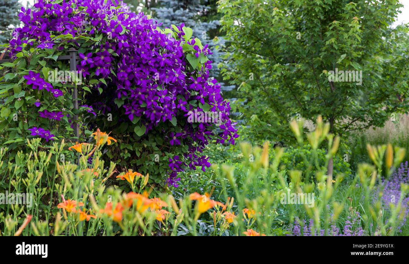Beautiful purple clematis, jackmanii, climbing up an arbor in this ...