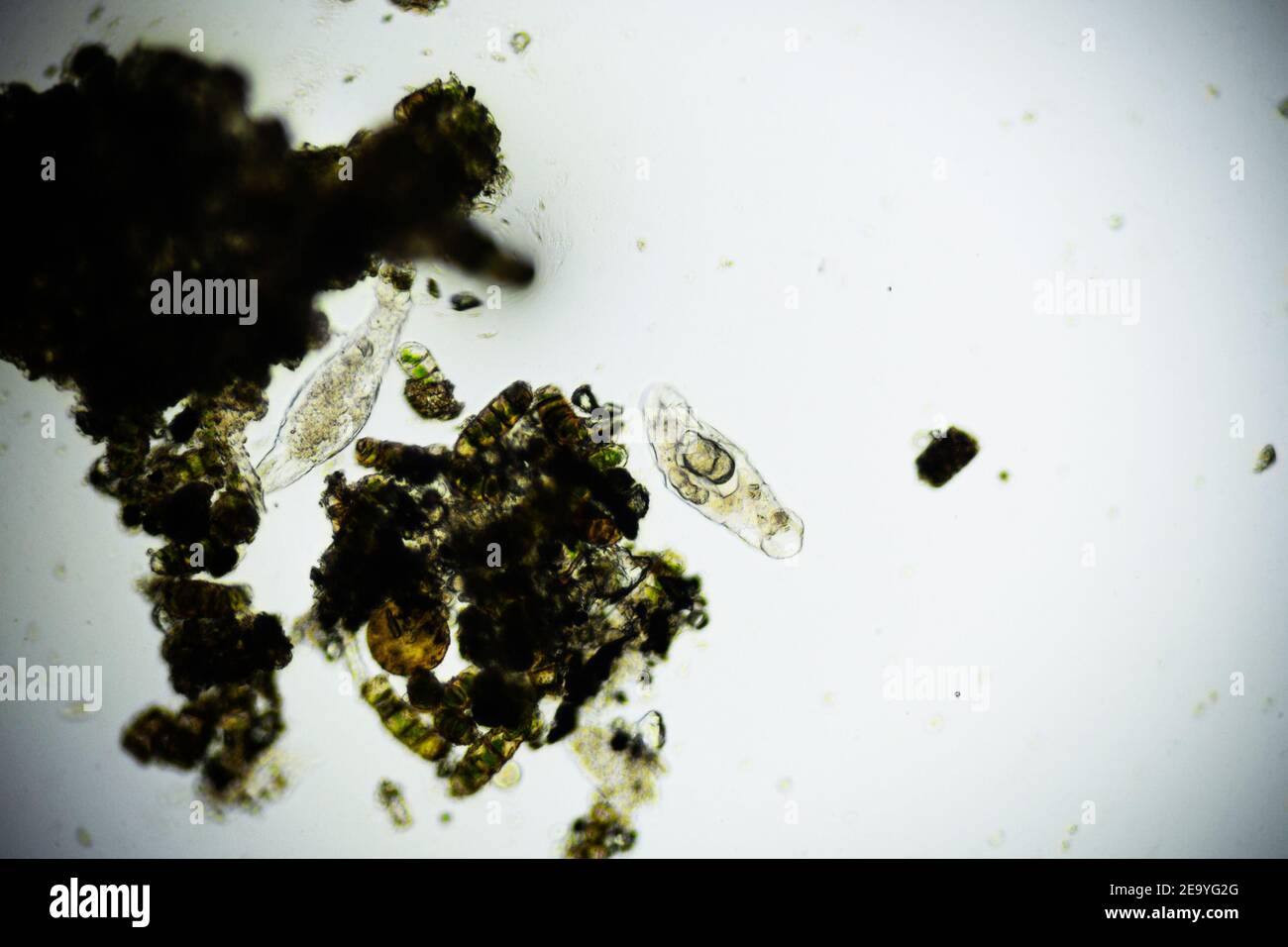 Microscopic Rotifer or Rotifera under a microscope, freshwater bentic ...
