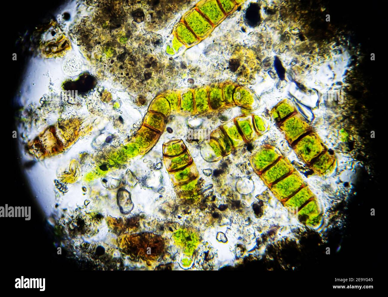 Chloroplast under a microscope hi-res stock photography and images - Alamy