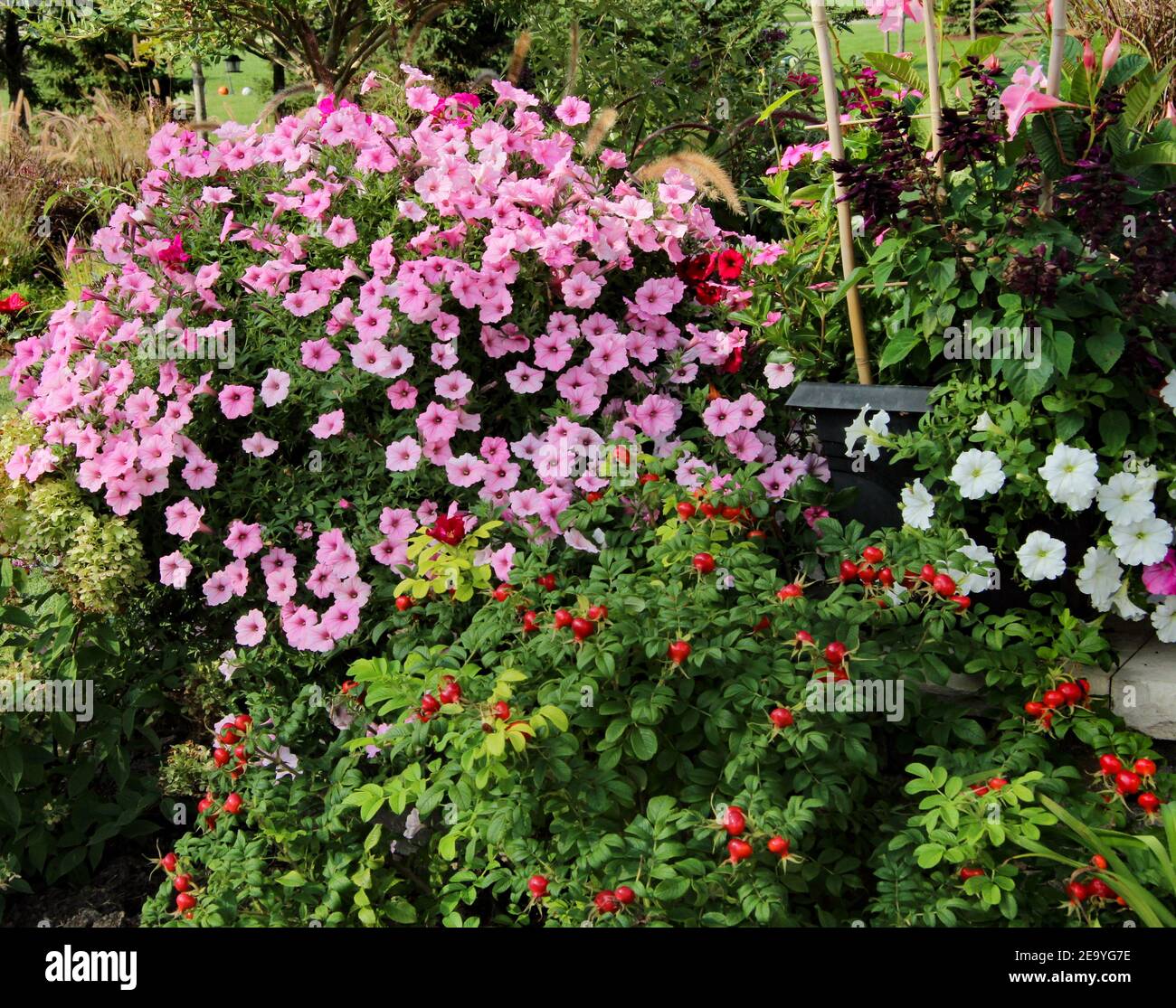 Overflowing plant hi-res stock photography and images - Alamy