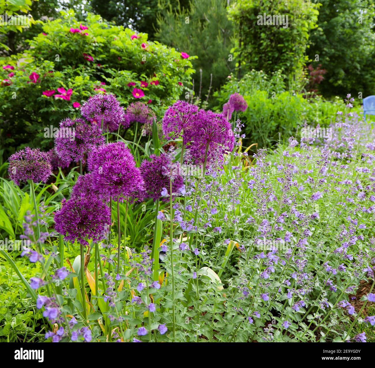 Blue nepeta hi-res stock photography and images - Alamy