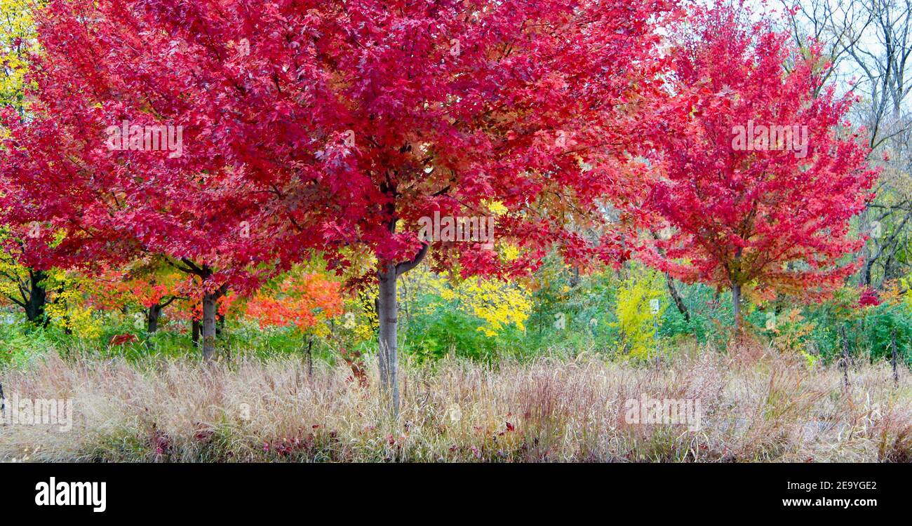 Peaceful landscape with trees hi-res stock photography and images - Alamy