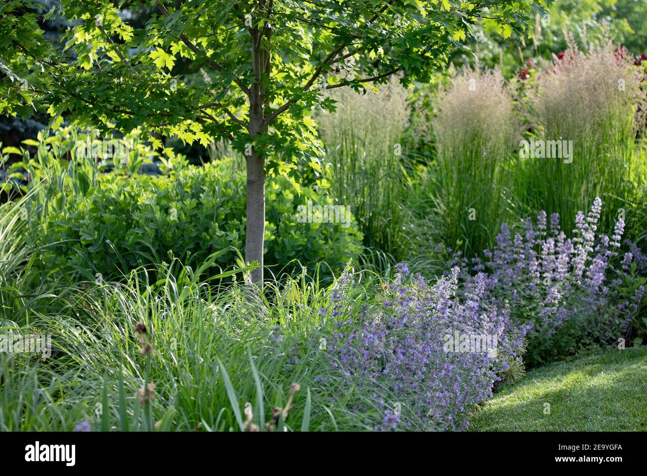 Karl foerster grasses hi-res stock photography and images - Alamy