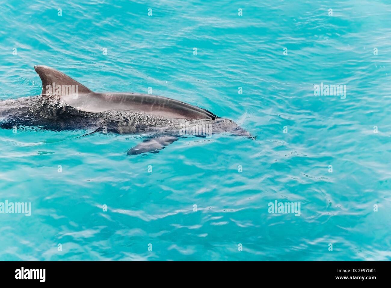 Dolphin emerges from water hi-res stock photography and images - Alamy