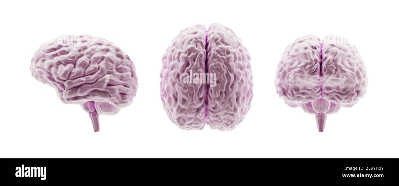 human brain model from different sides, isolated on white, 3d ...