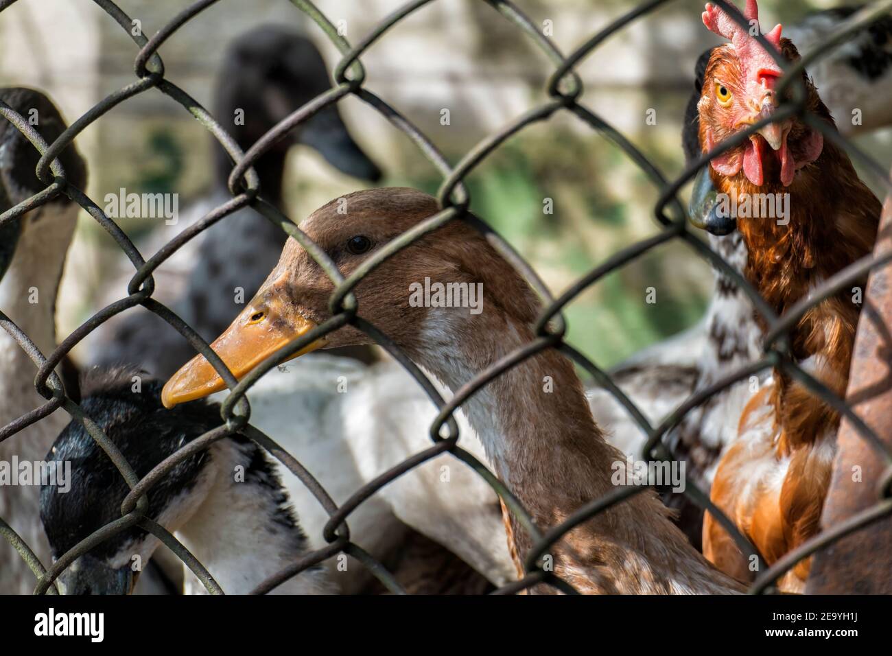 Domestic duck peeks out from behind a wire mesh fencing Stock Photo - Alamy