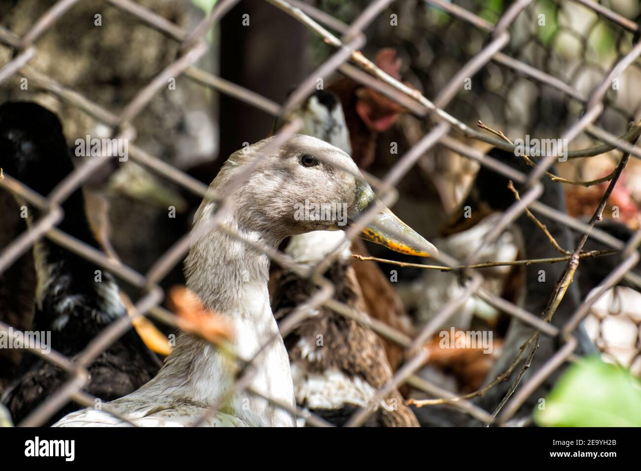 Domestic duck peeks out from behind a wire mesh fencing Stock Photo - Alamy