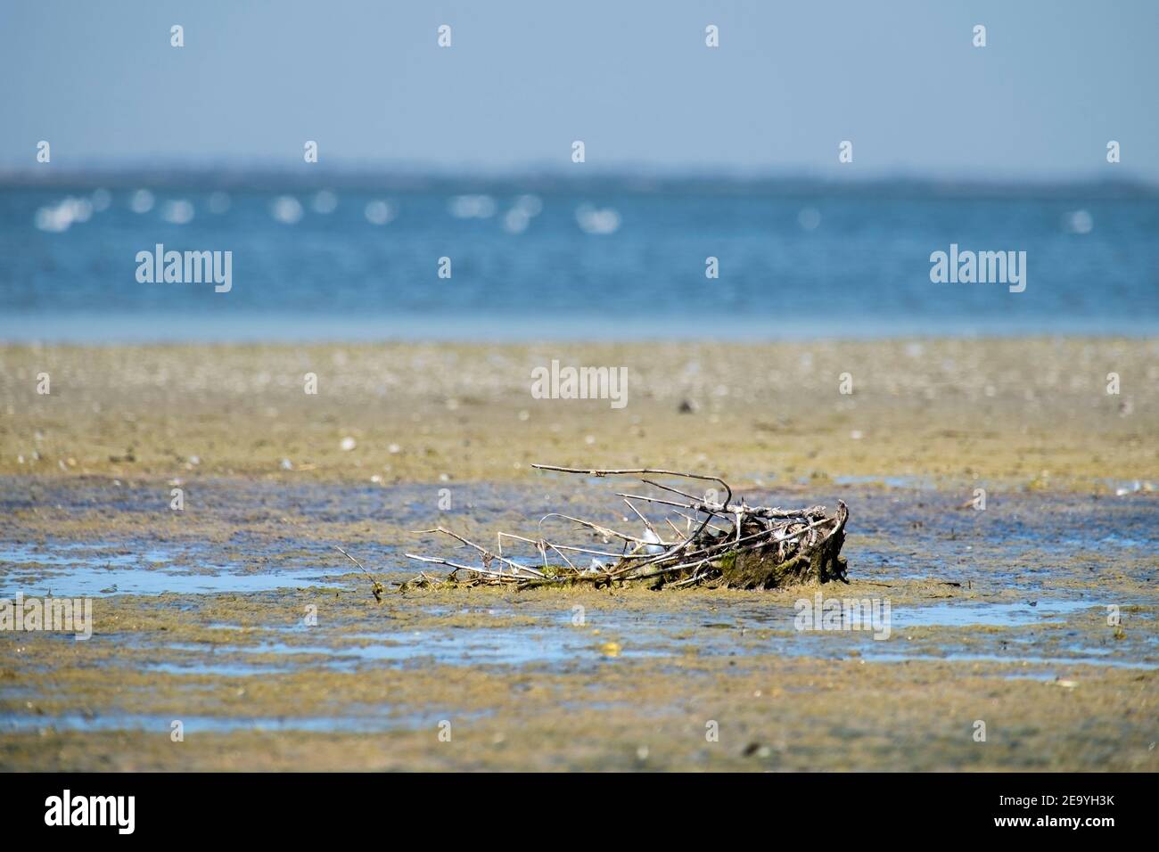 Dry branch resembles the skeleton of some animal lying in a swamp Stock ...