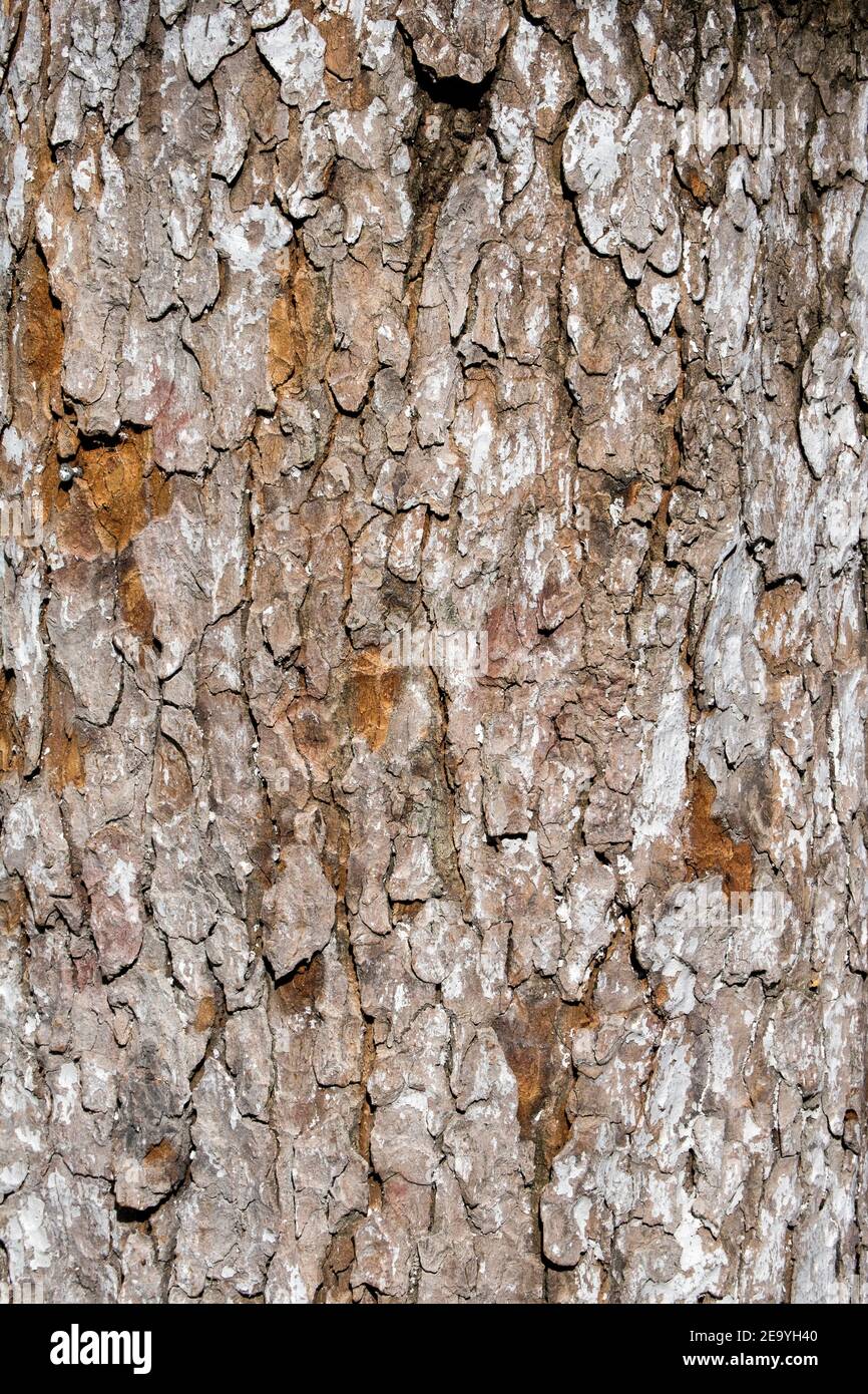 Maple tree bark background texture Stock Photo - Alamy