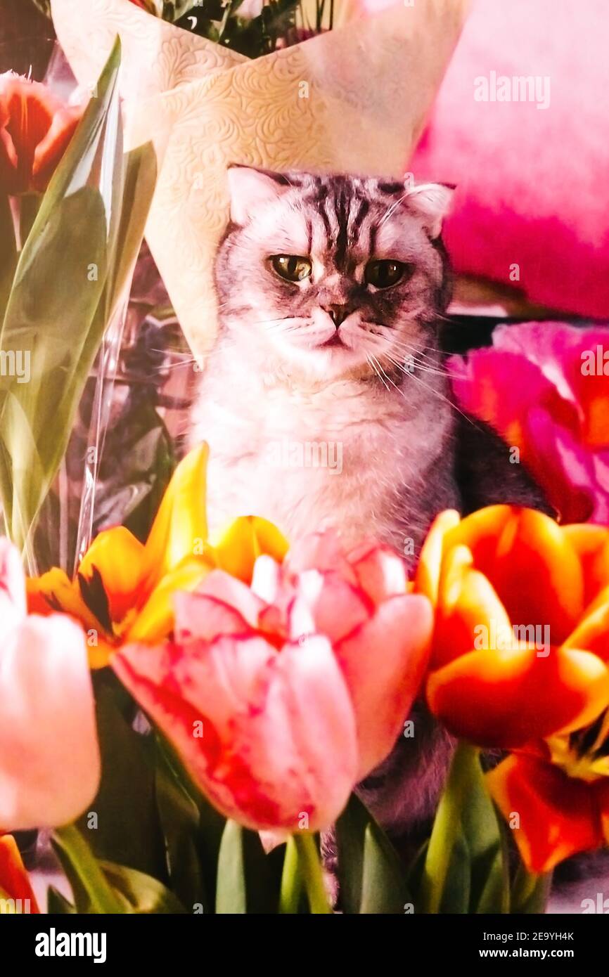 beautiful tabby cat sits near bouquets of tulips. beautiful heads of ...