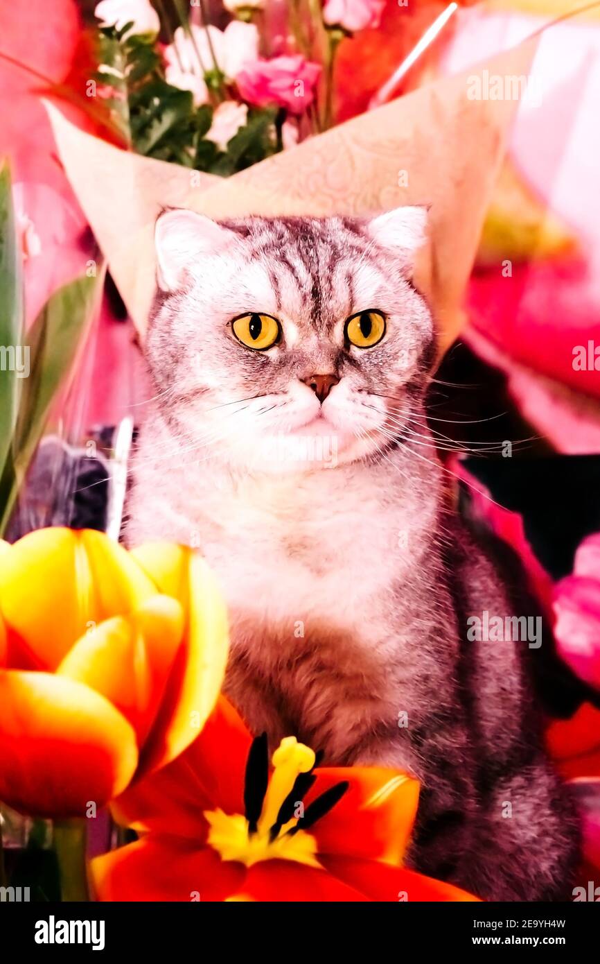 beautiful tabby cat sits near bouquets of tulips. beautiful heads of ...