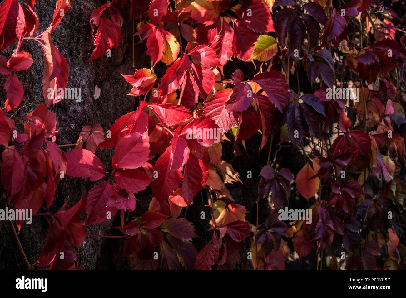 Red vine leaves (Vitis vinifera Stock Photo - Alamy