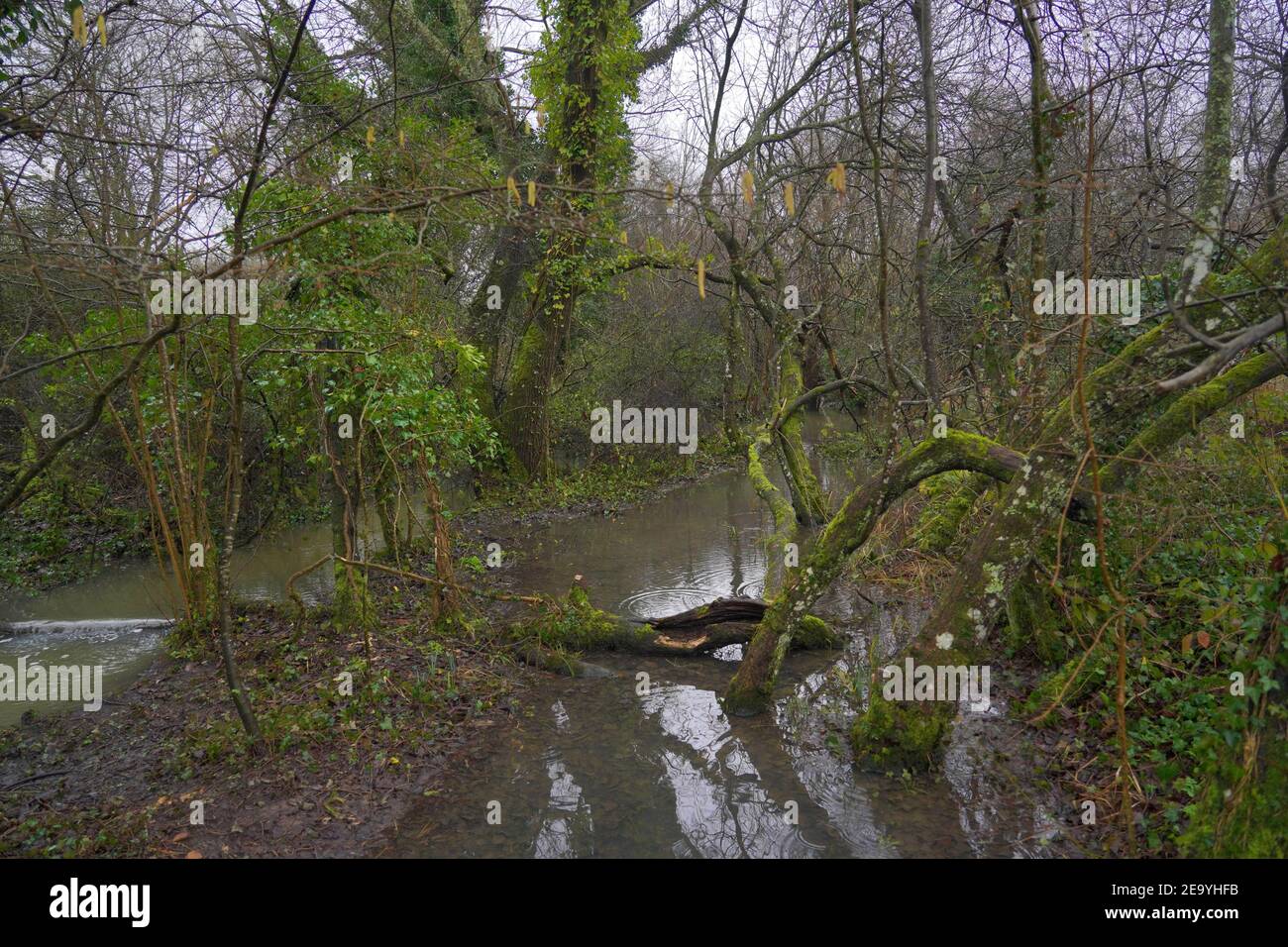 flooded woodland showing decaying tree branches and leaves Stock Photo ...