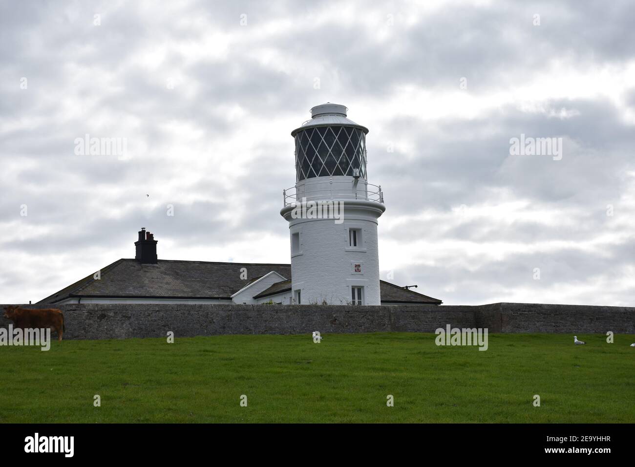 Lighthouse Calves High Resolution Stock Photography and Images - Alamy