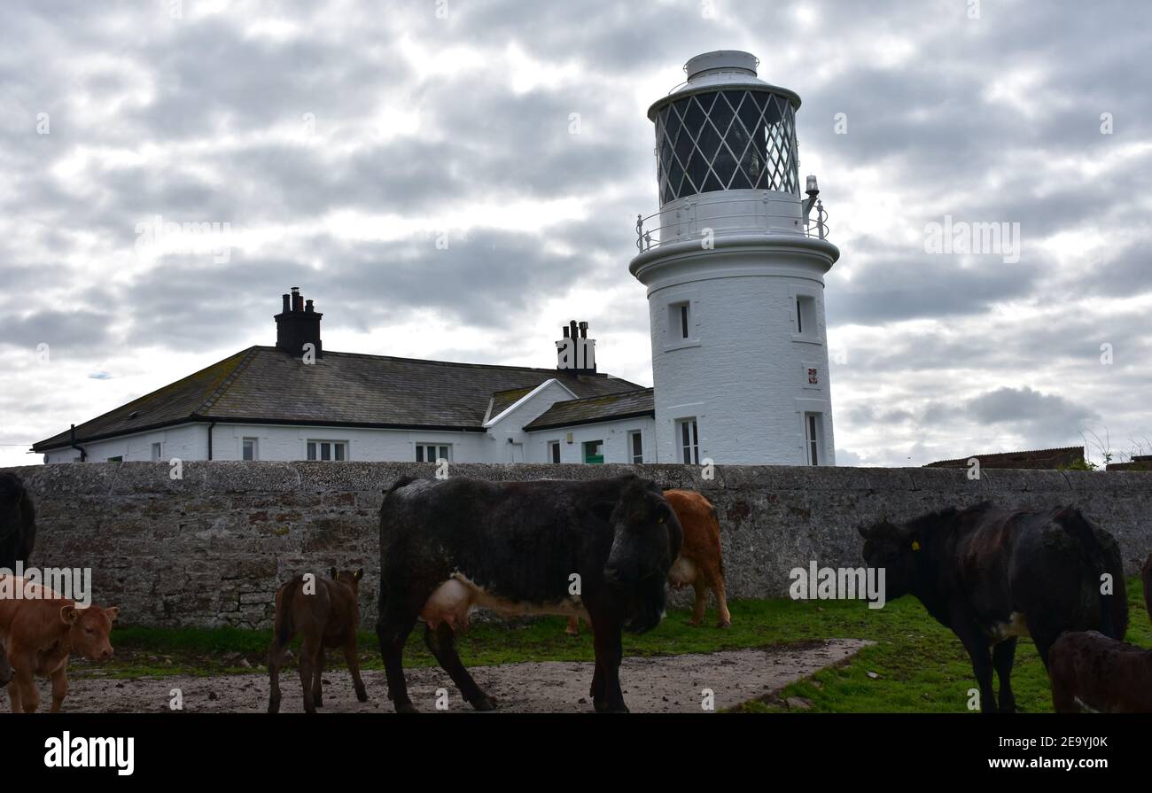 Herd of cows by St Bees Lighthouse in West Cumbria England Stock Photo ...