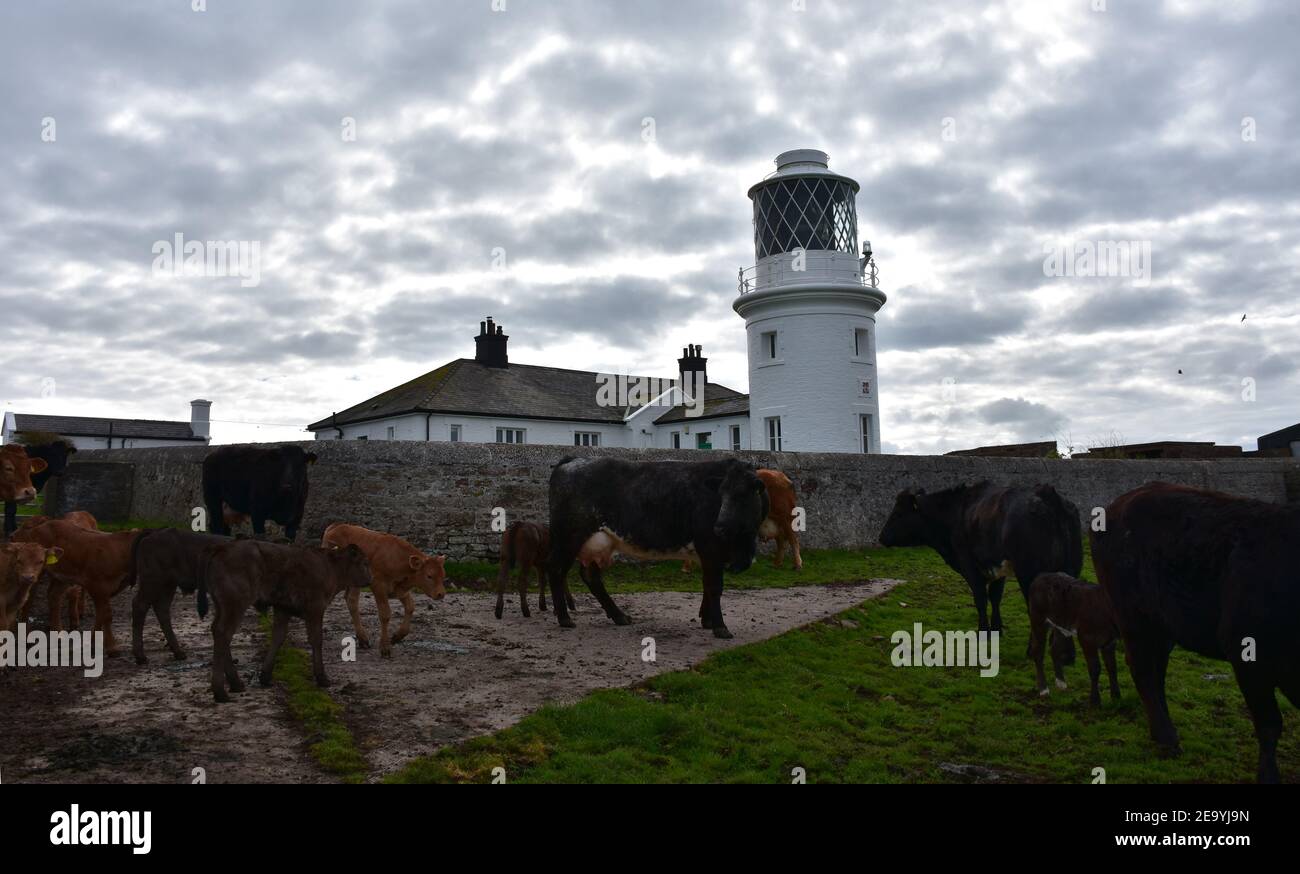Thick clouds surrounding St Bees Lighthouse in England Stock Photo - Alamy