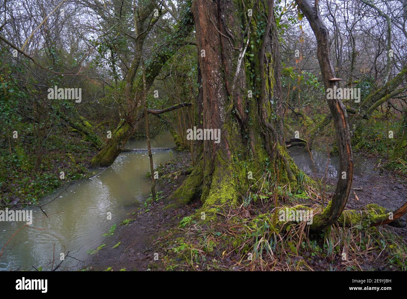 flooded woodland showing decaying tree branches and leaves Stock Photo ...