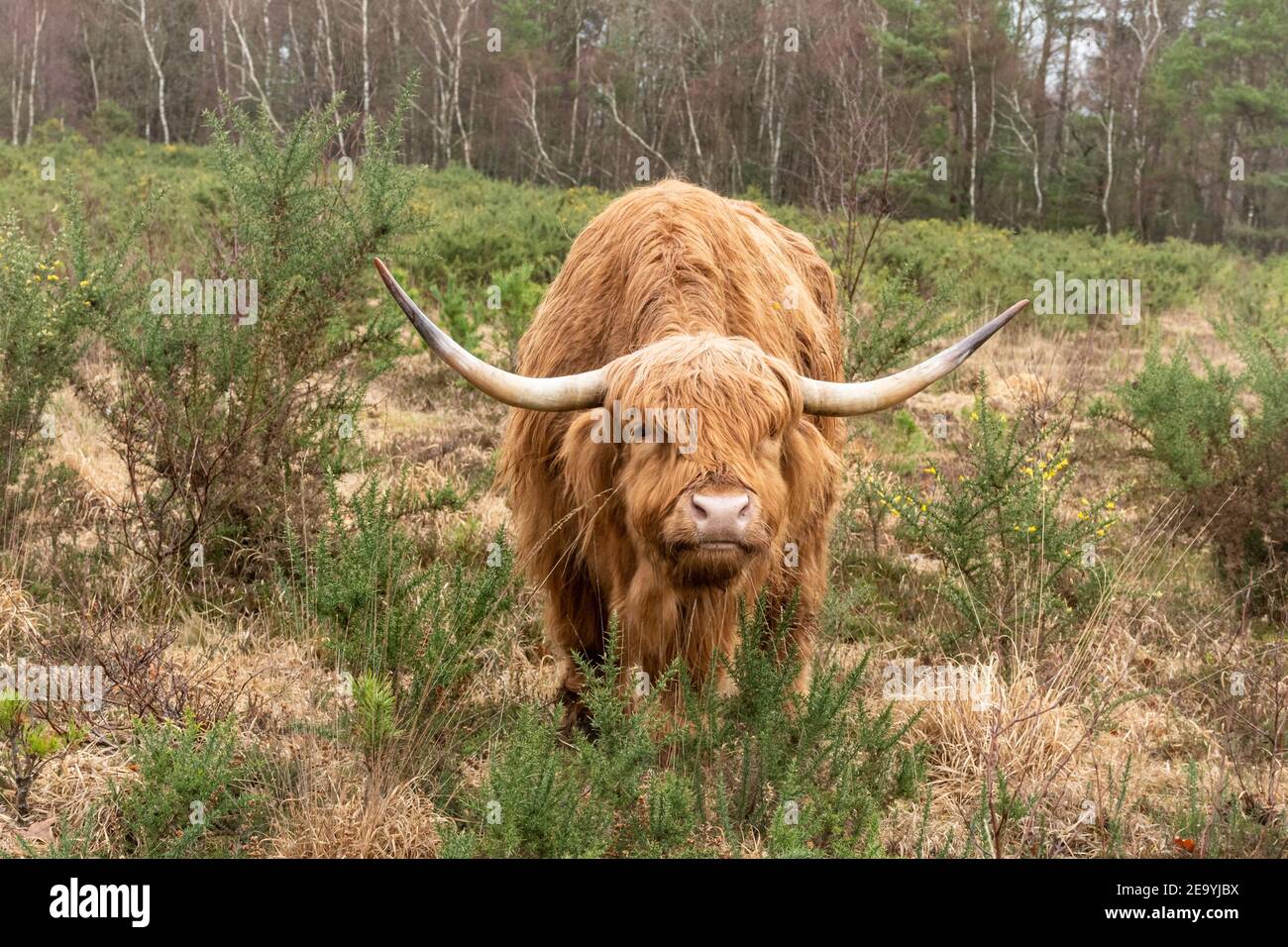 One Highland cow, highland cattle, grazing on gorse on a nature reserve ...