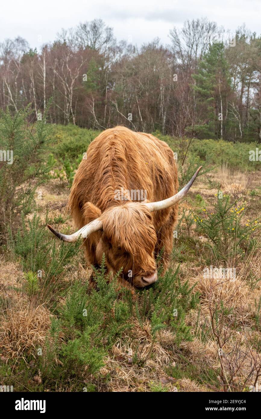 One Highland cow, highland cattle, grazing on gorse on a nature reserve ...