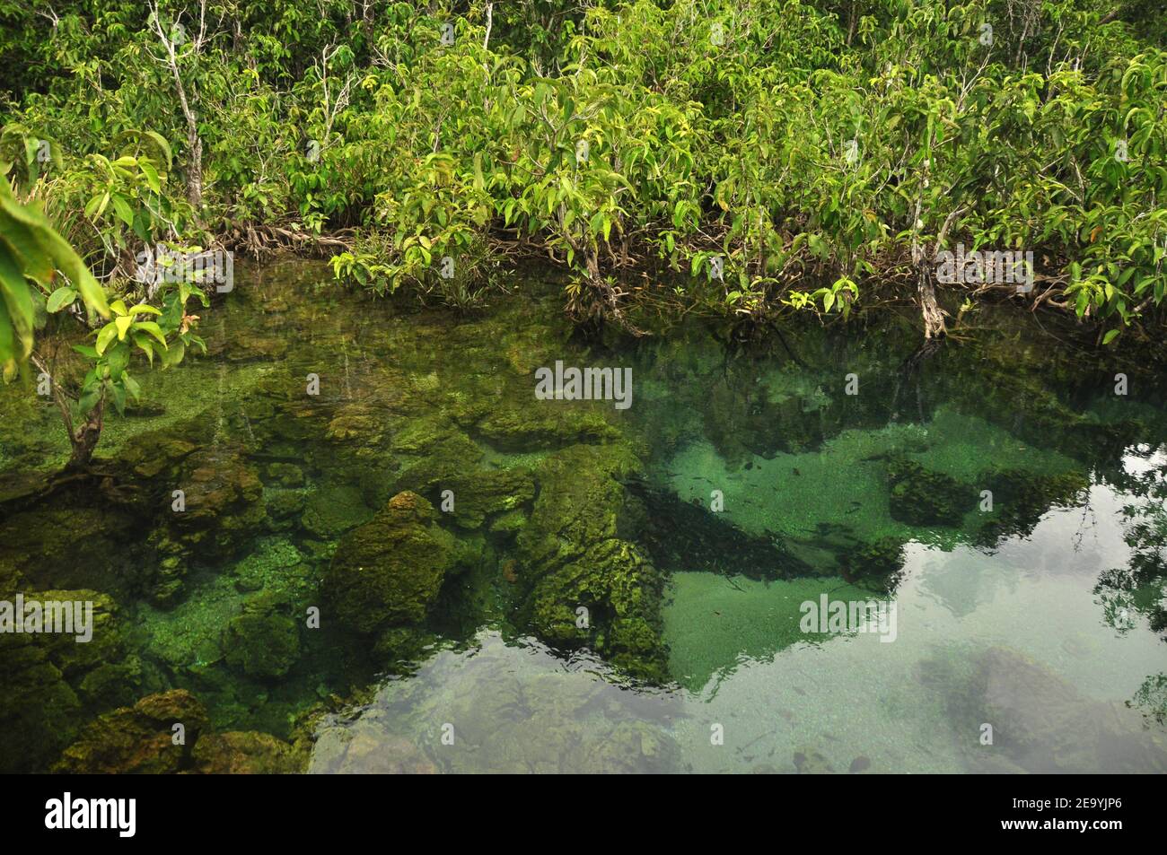 Transparent water in wild tropical pond or river, From above shot of ...