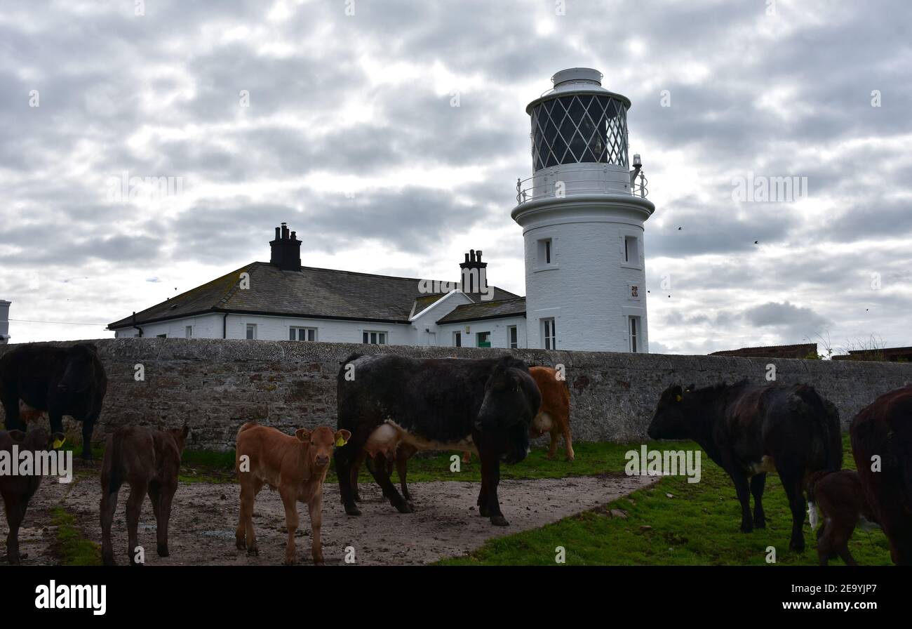 Cows and calves in front of St Bees Lighthouse in England Stock Photo ...