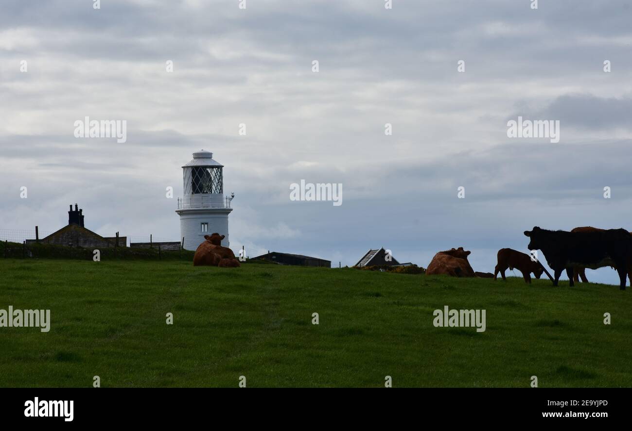 Grass field with cows and St Bees Lighthouse in England Stock Photo - Alamy