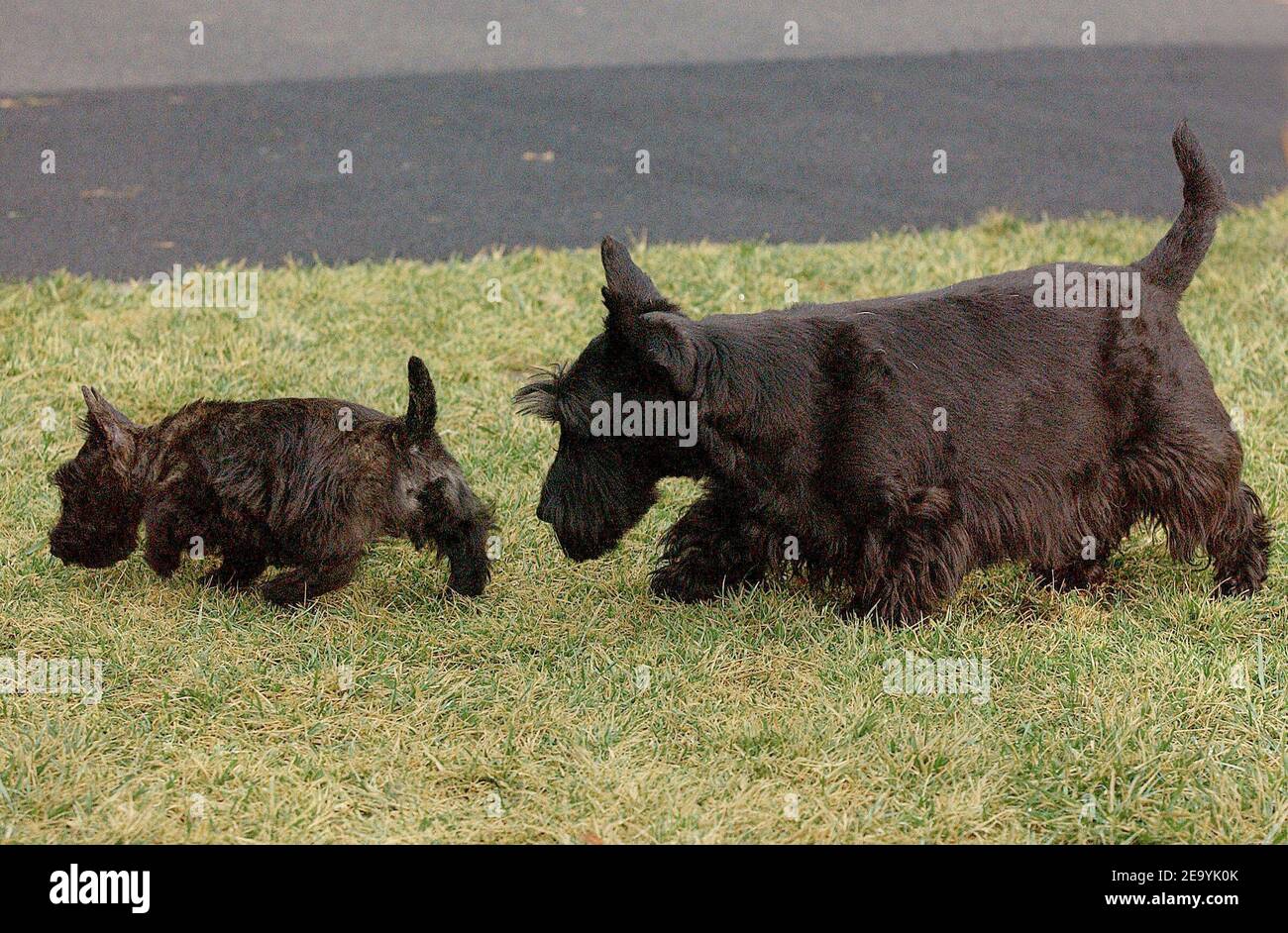 President George W, Bush , First Lady Laura Bush and Barney, introduce ...
