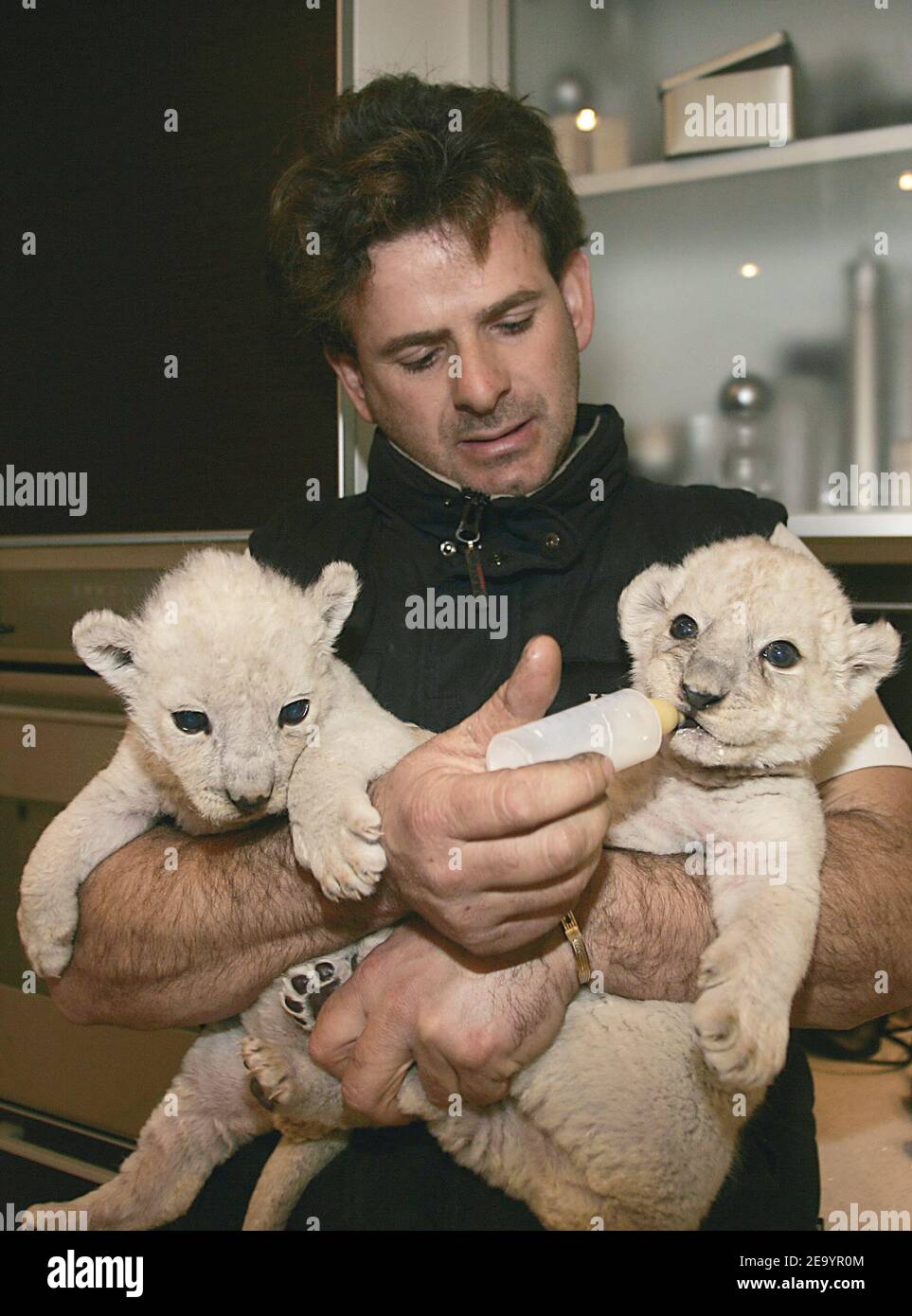 Kenyan lions hi-res stock photography and images - Alamy