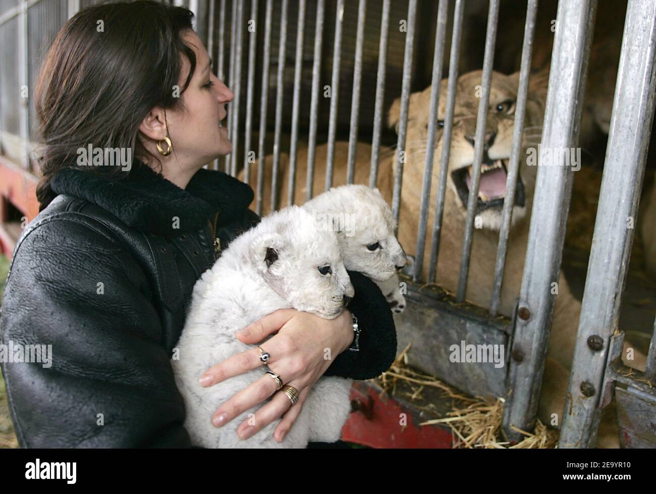 EXCLUSIVE. Lion-tamer Didier Prein's wife Anika poses with 'Empereur ...