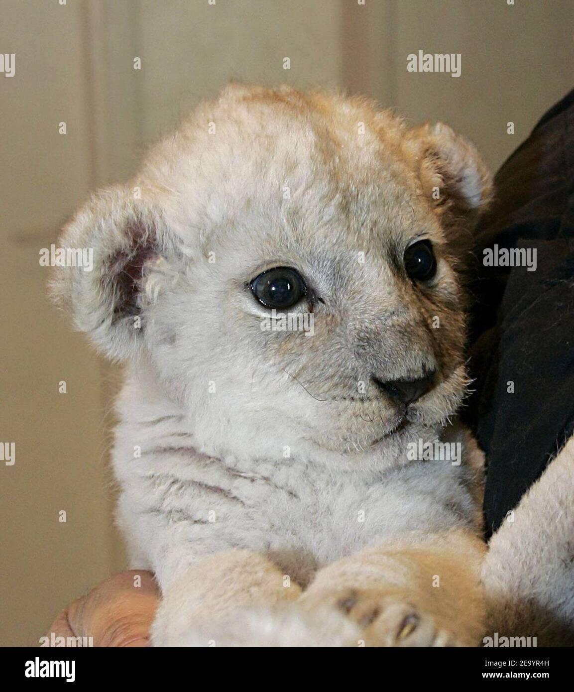 EXCLUSIVE. Lion-tamer Didier Prein poses with 'Empereur' and 'Baron ...