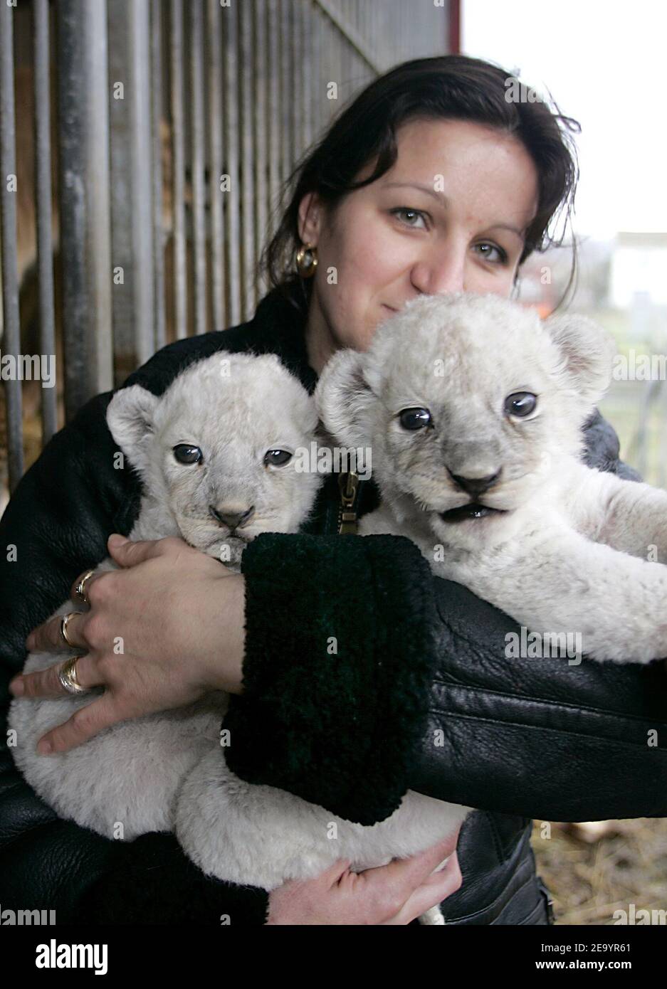 EXCLUSIVE. Lion-tamer Didier Prein's wife Anika poses with 'Empereur ...