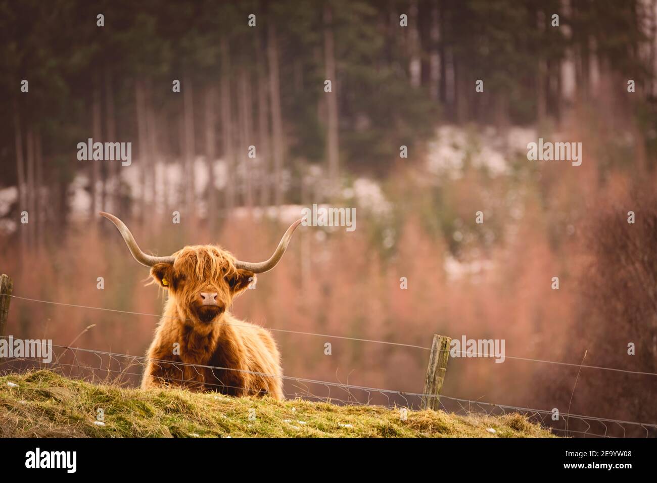 Highland cow standing hi-res stock photography and images - Alamy