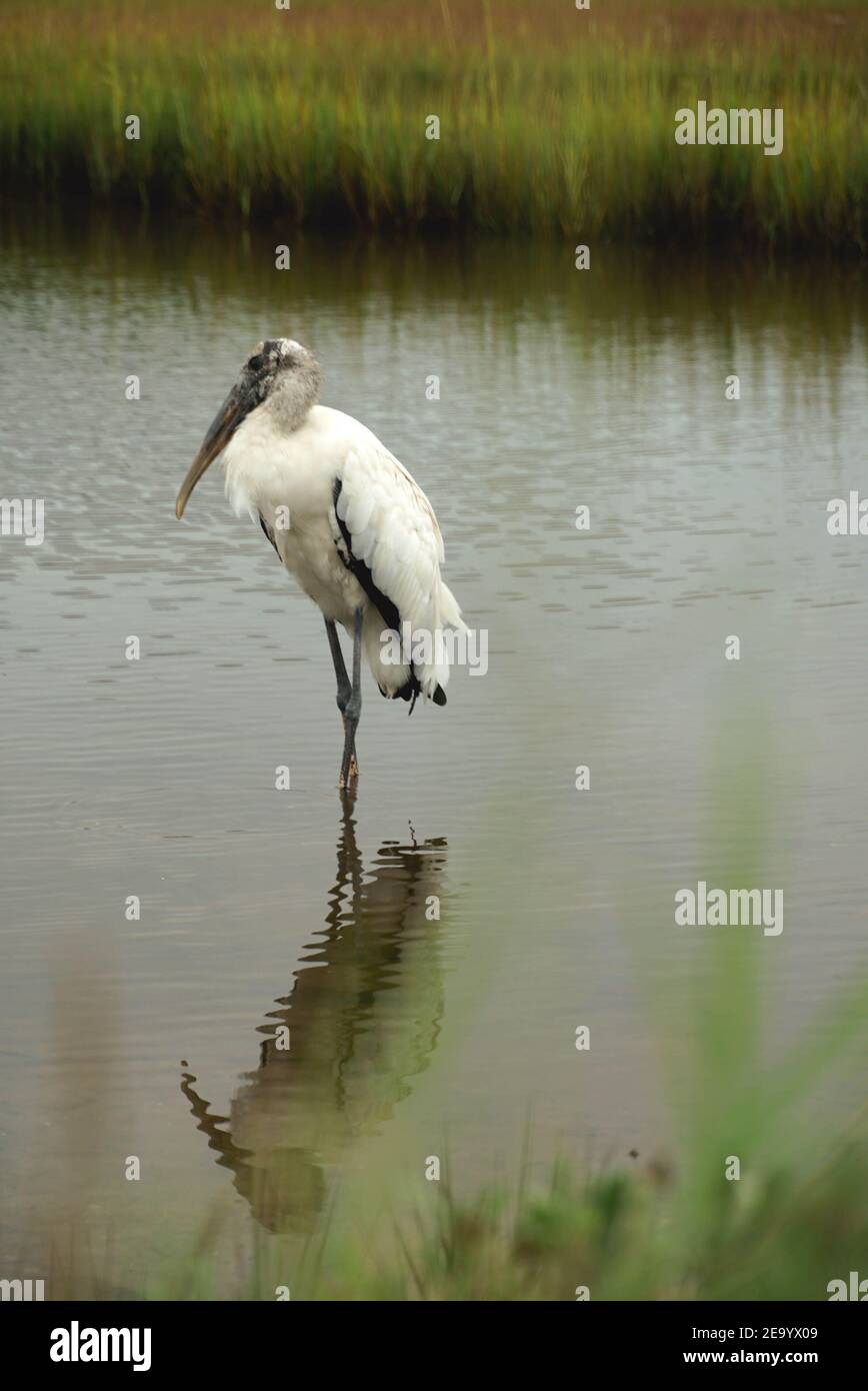 Pinckney hi-res stock photography and images - Alamy