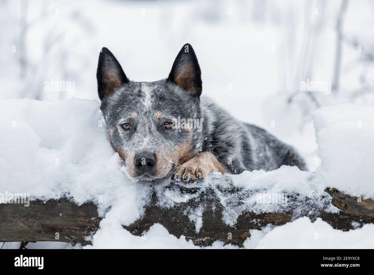 Cattle dog tree hi-res stock photography and images - Alamy