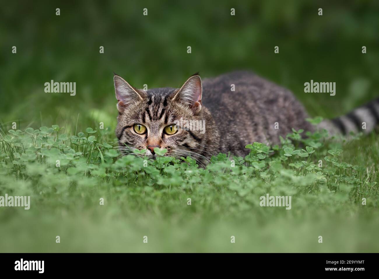 Tabby domestic cat hunting in the green grass Stock Photo - Alamy