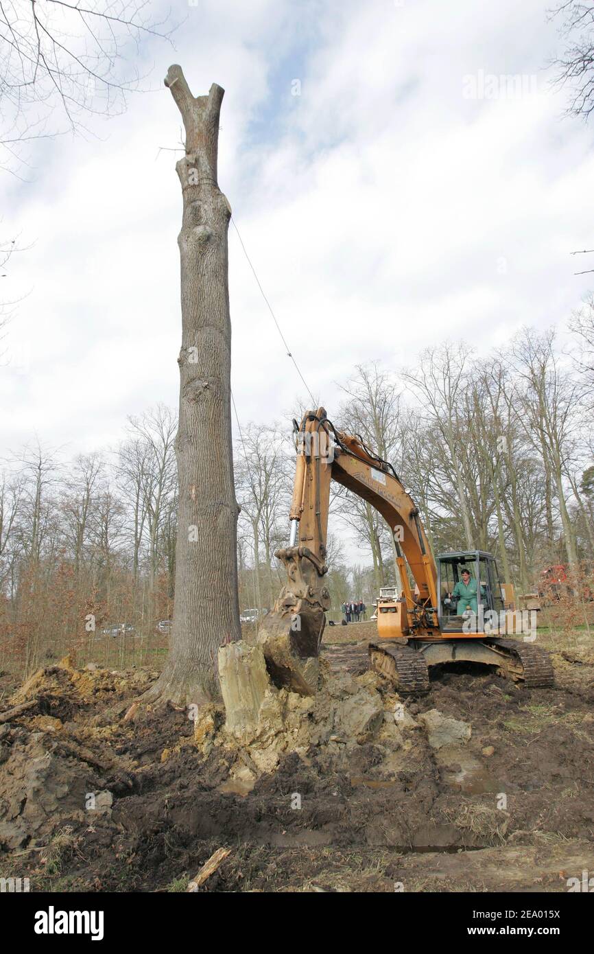 The Queen Marie-Antoinette's oak, the older tree with 324 years, in the ...