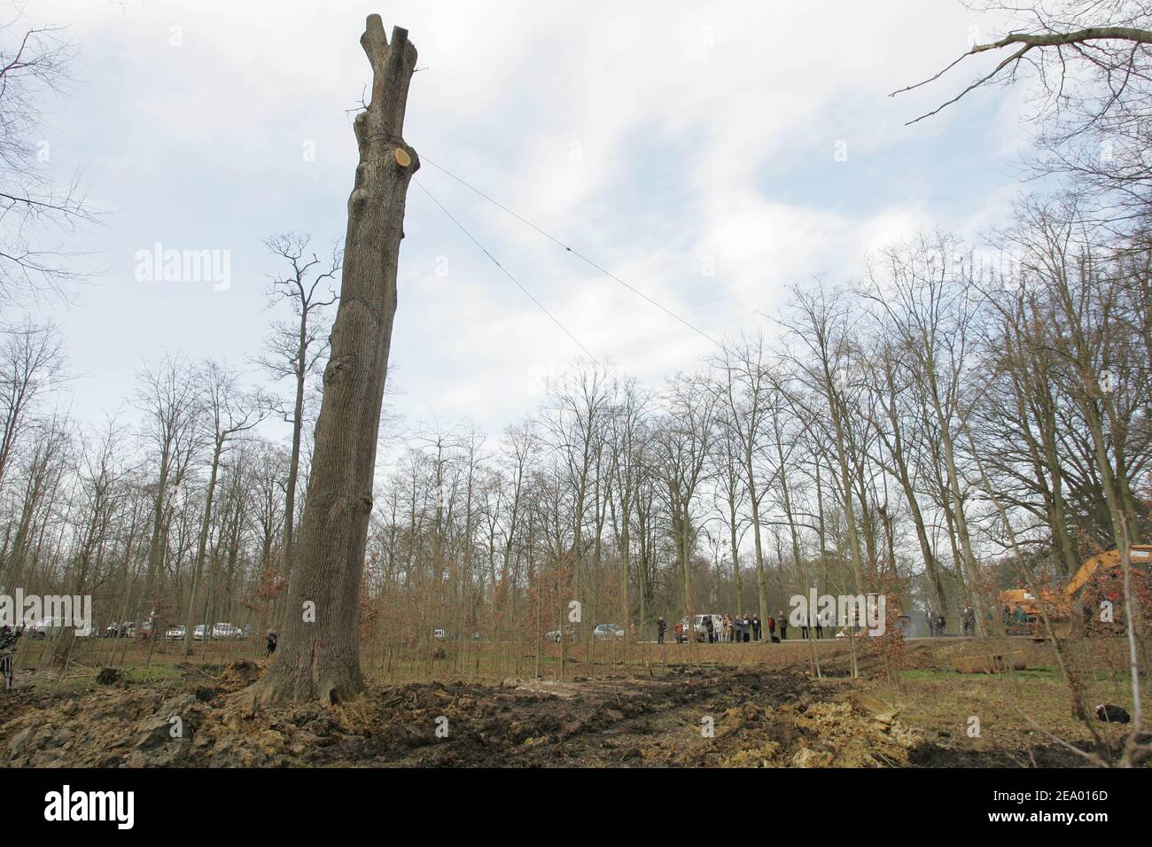 The Queen Marie-Antoinette's oak, the older tree with 324 years, in the ...