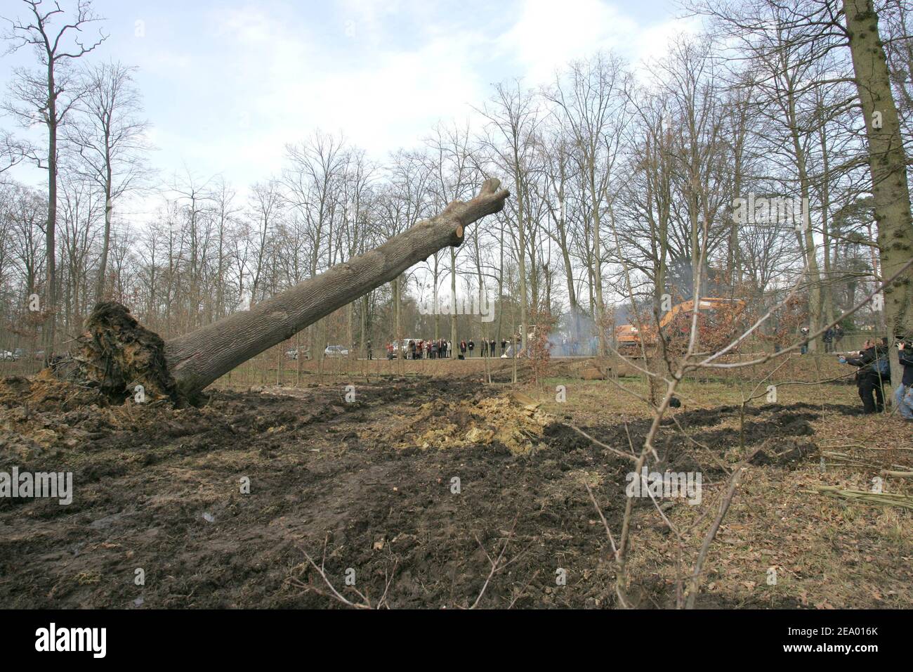 The Queen Marie-Antoinette's oak, the older tree with 324 years, in the ...
