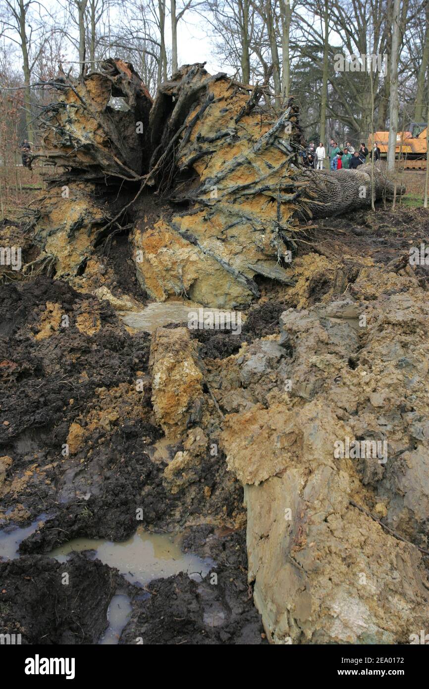 The Queen Marie-Antoinette's oak, the older tree with 324 years, in the ...