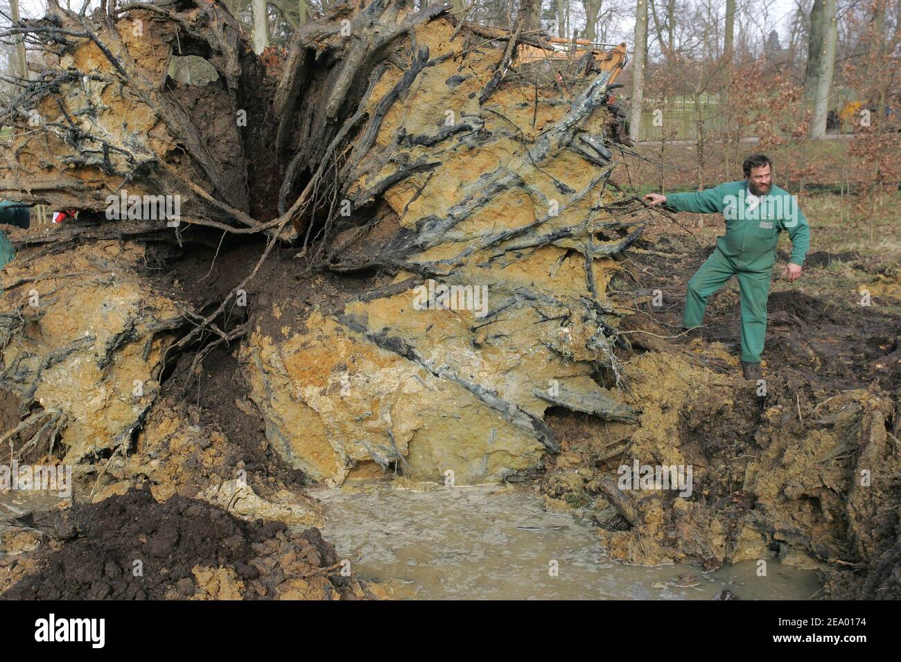 The Queen Marie-Antoinette's oak, the older tree with 324 years, in the ...