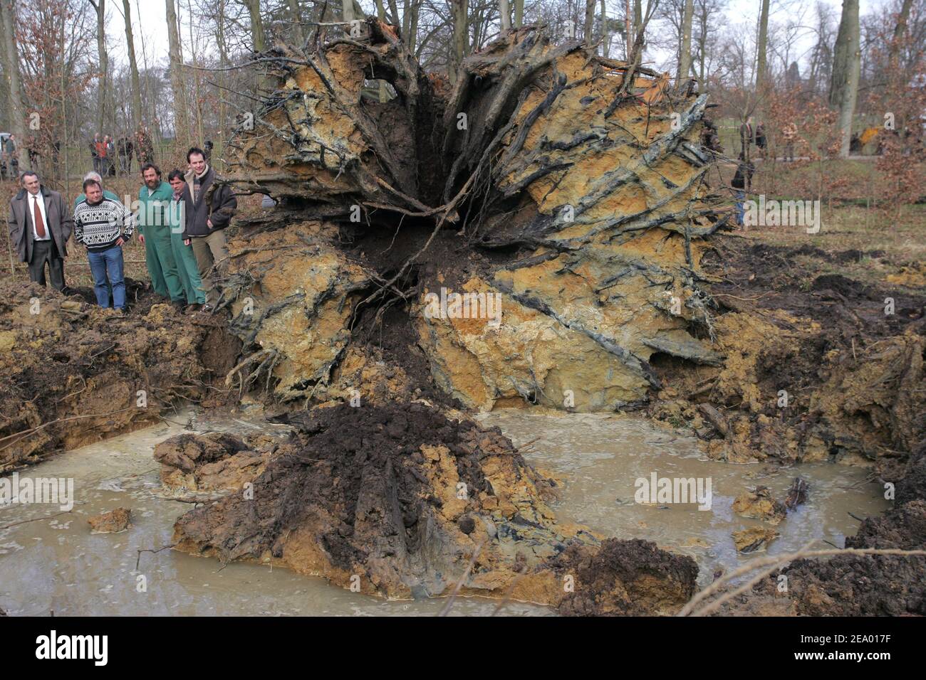 The Queen Marie-Antoinette's oak, the older tree with 324 years, in the ...
