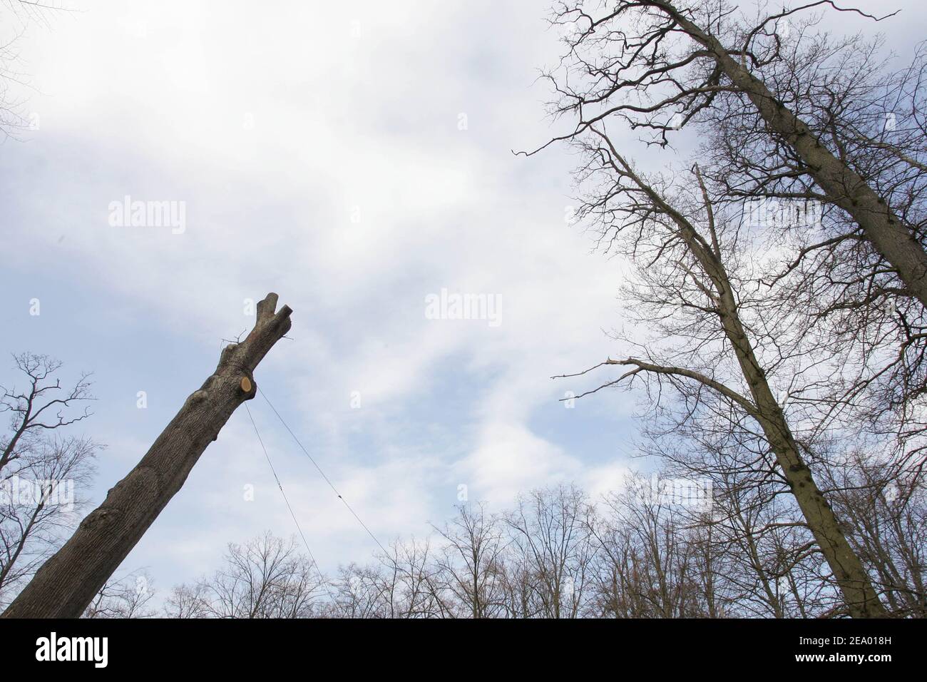 The Queen Marie-Antoinette's oak, the older tree with 324 years, in the ...