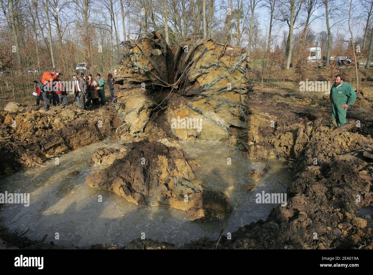 The Queen Marie-Antoinette's oak, the older tree with 324 years, in the ...