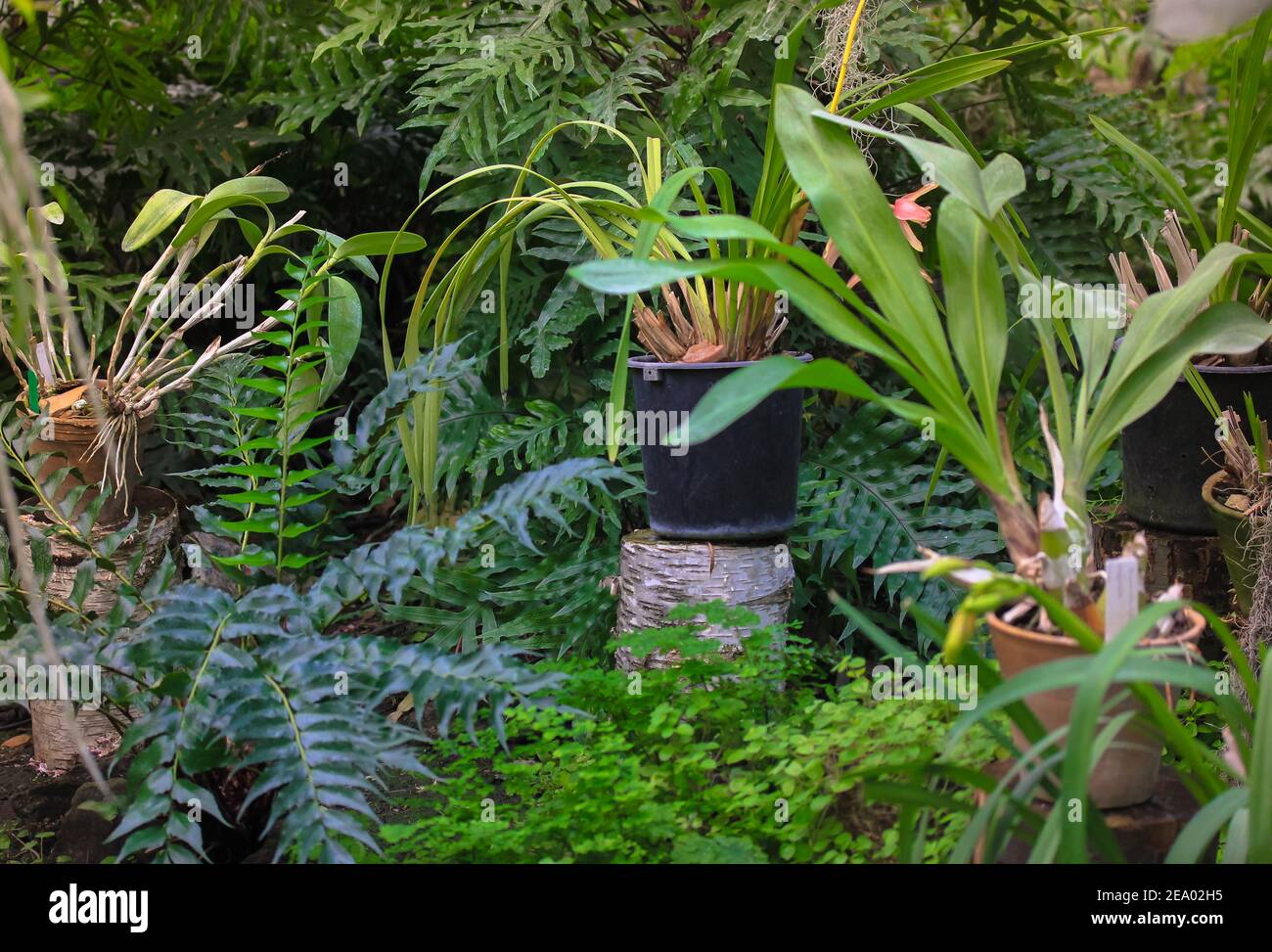 Different green plants in the home garden. Lots of flowers in pots ...