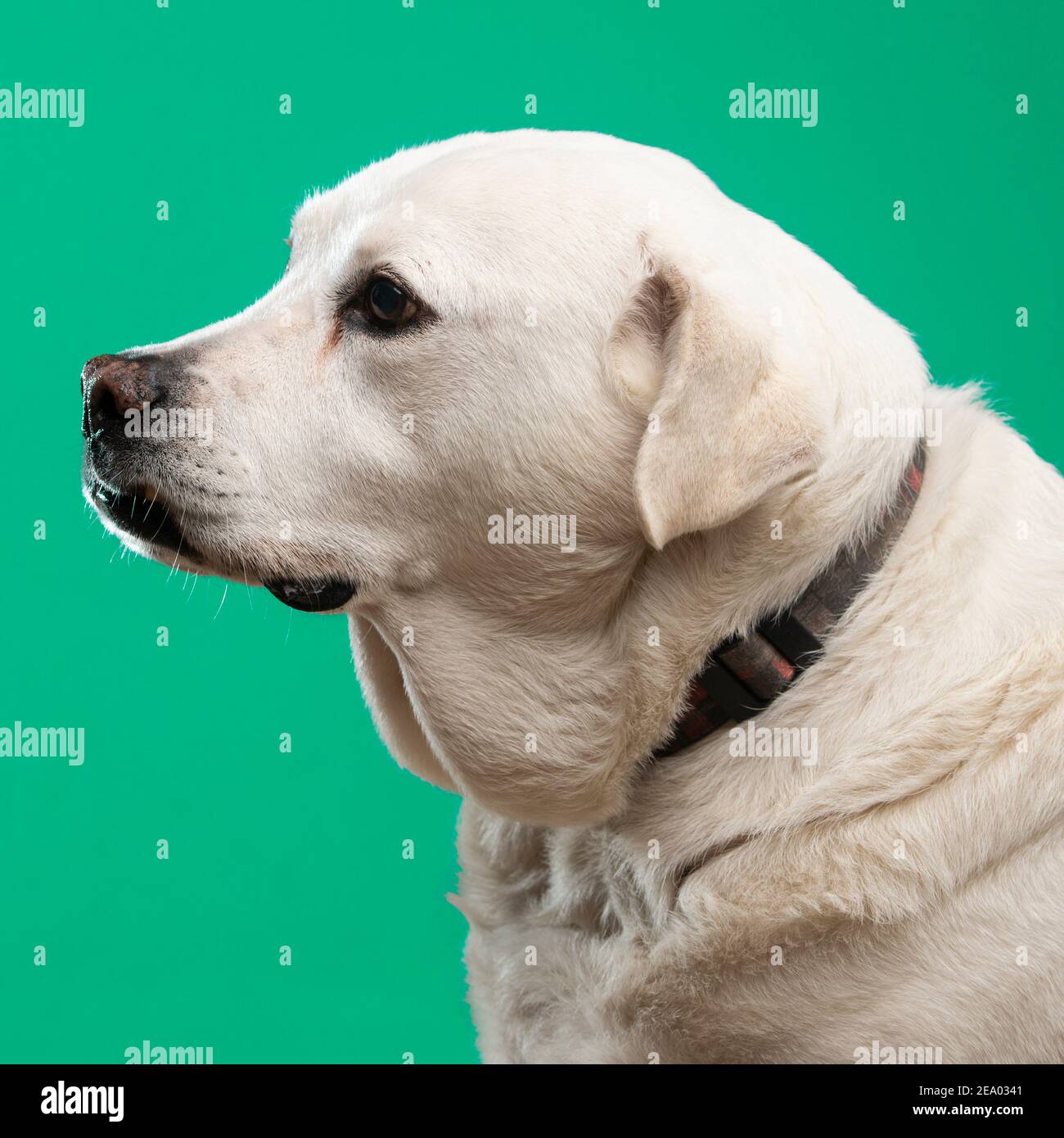 a dog in the studio, green background Stock Photo - Alamy