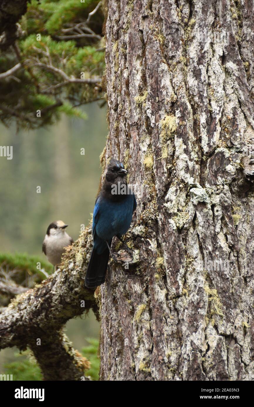 Gray Jay Usa High Resolution Stock Photography and Images - Alamy