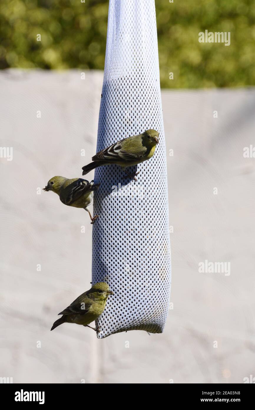 Three finch bird on the bird feeder. Phoenix, Arizona, USA Stock Photo ...
