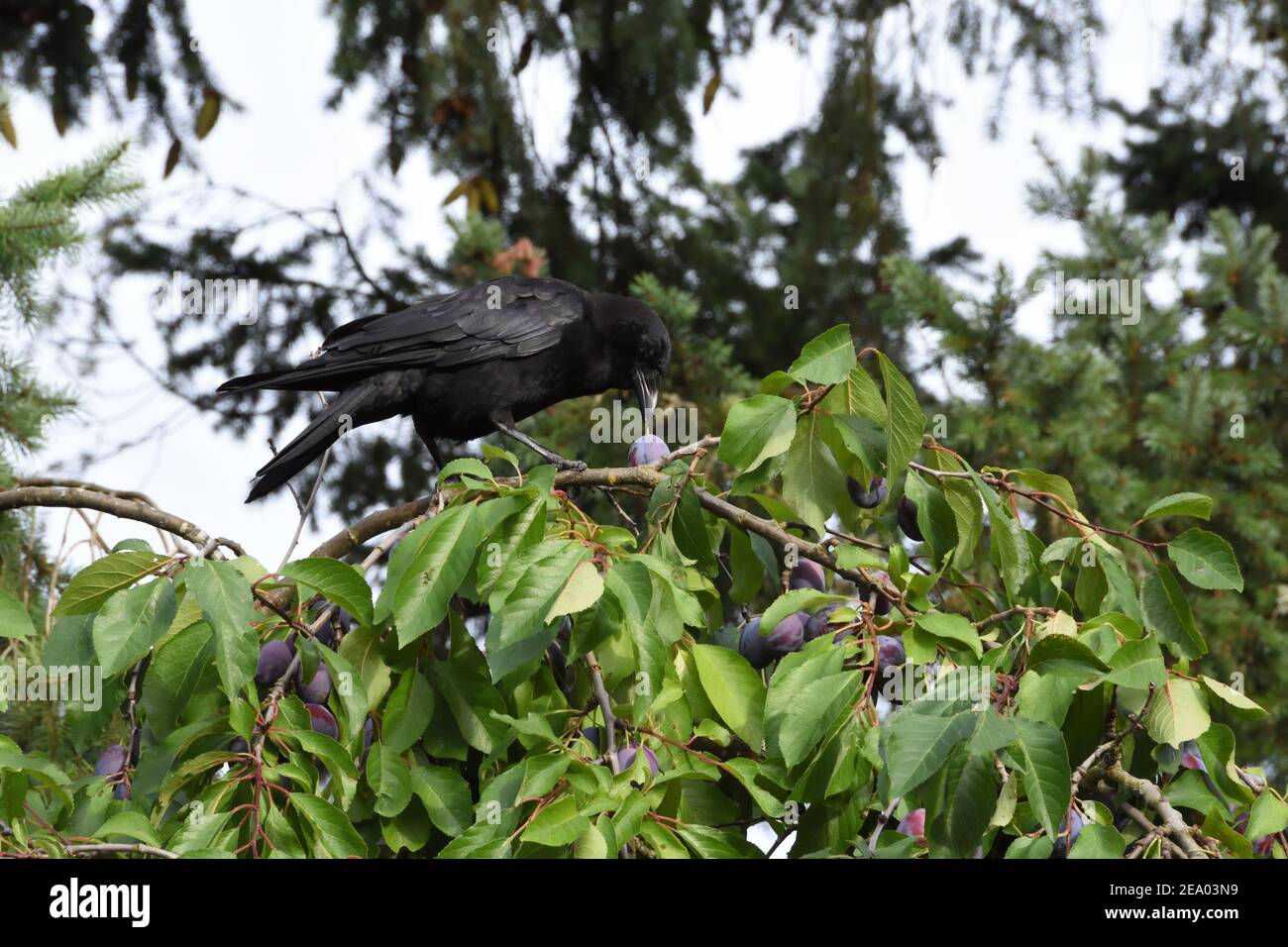 American plum tree hi-res stock photography and images - Alamy