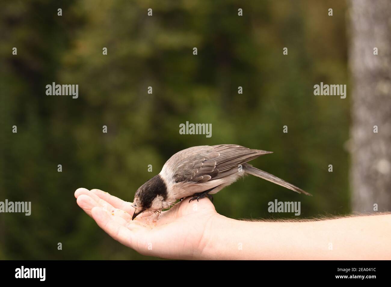 Hand feeding Gray jay (Perisoreus obscurus) at Mt Rainier National Park ...