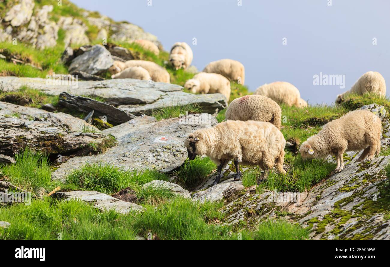 Grazing sheep slope mountains hi-res stock photography and images - Alamy